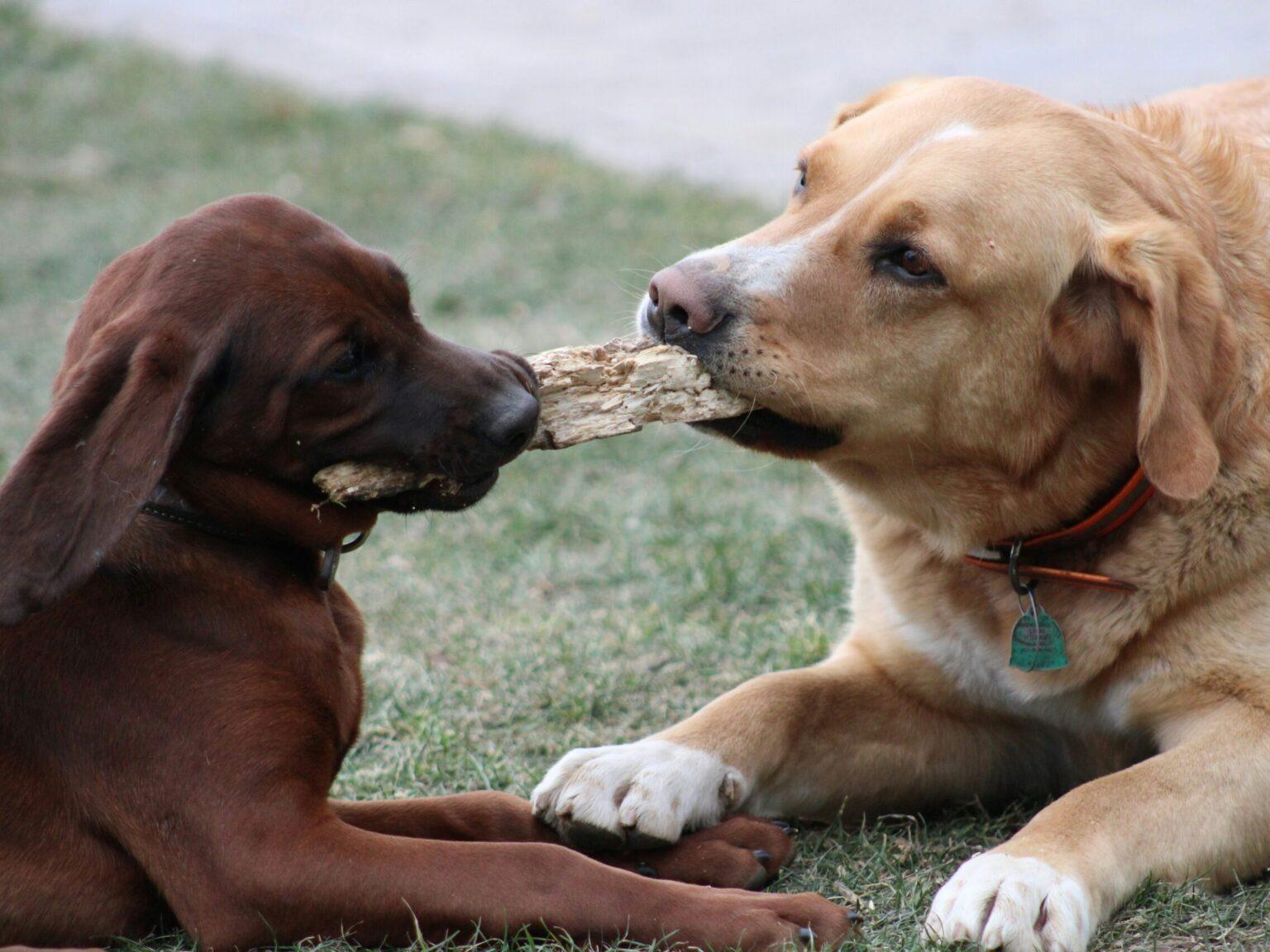 Dog Training Center - Seattle Humane