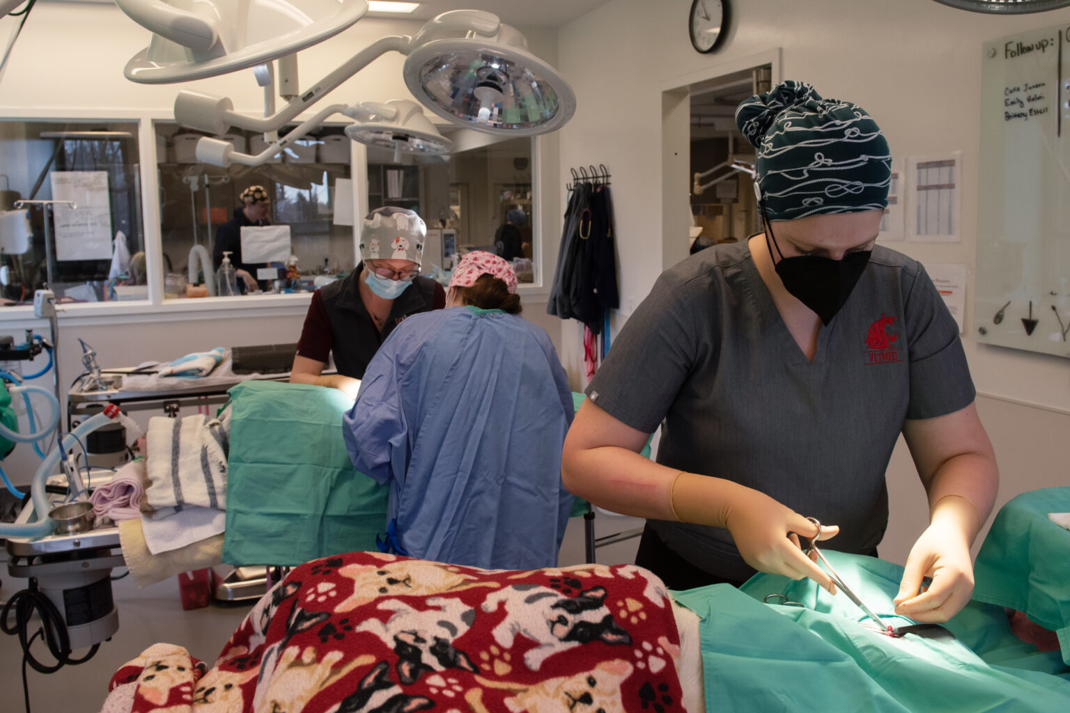 Services - Seattle Humane