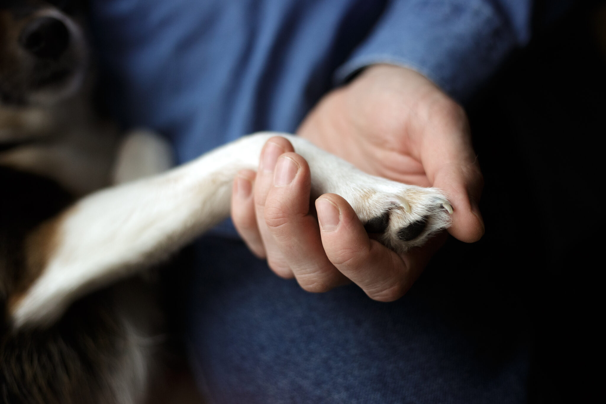 Services - Seattle Humane