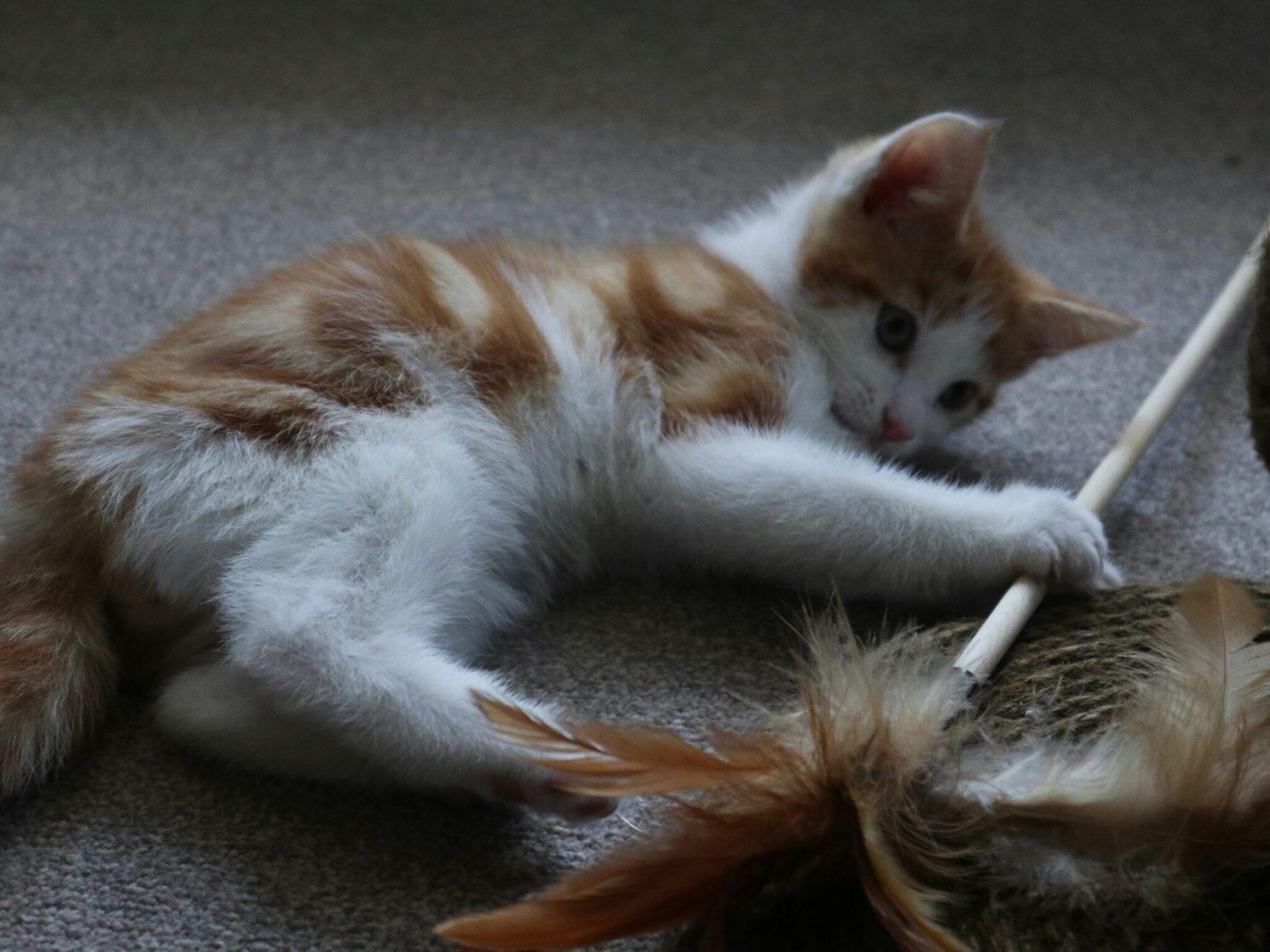 Resource Library - Seattle Humane