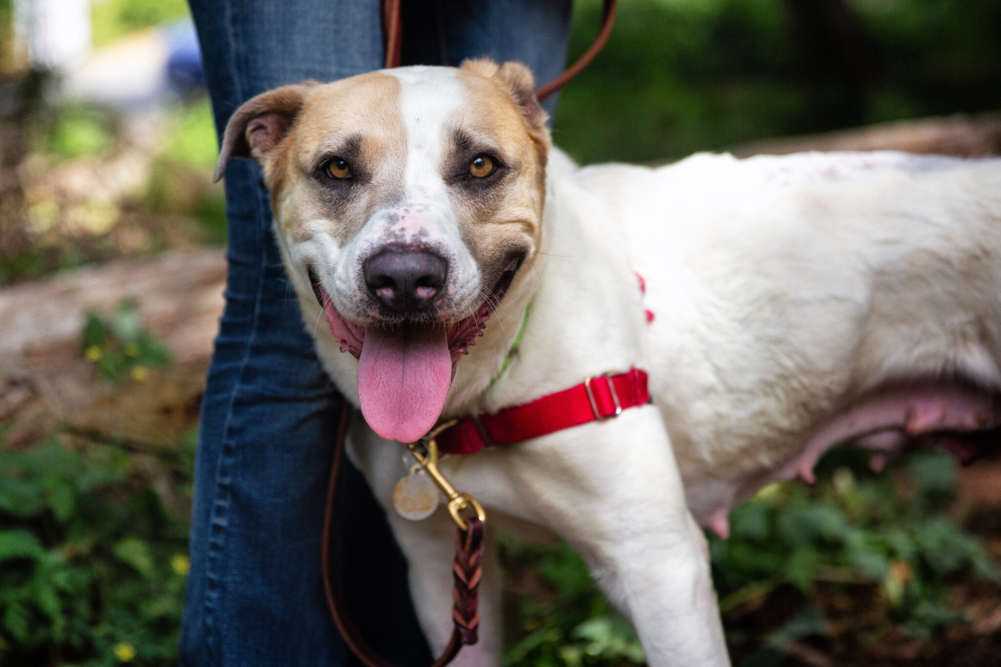 Services - Seattle Humane