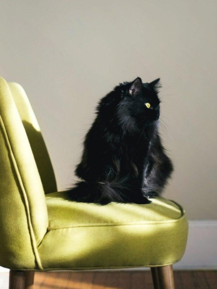 Advocacy - Seattle Humane