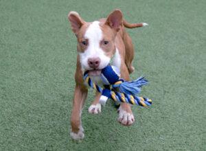 Home - Seattle Humane