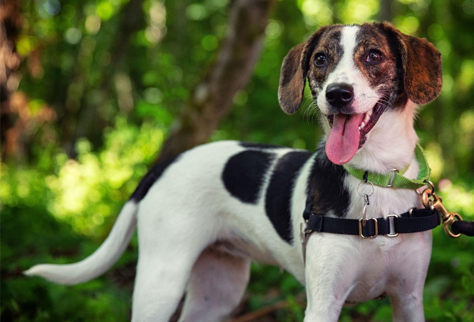 Seattle Humane Supports Pets and Their Owners - Seattle Humane